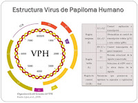 Endofem: Unidad de Endoscopia Ginecológica: 10 hechos acerca del VPH