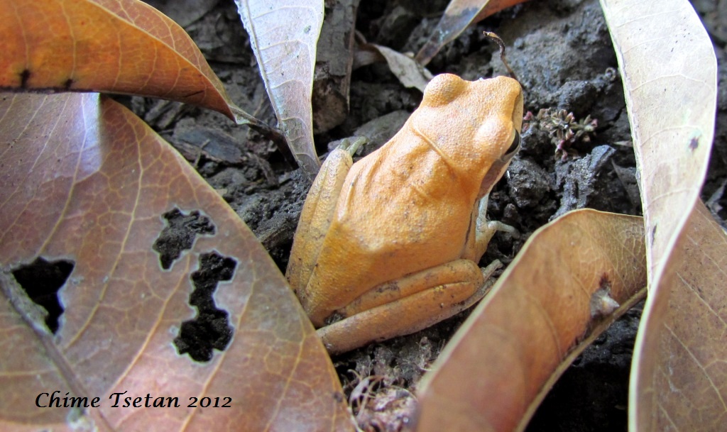 Dangerous of Wild Animals: The Mango orchard behind our village and the ...