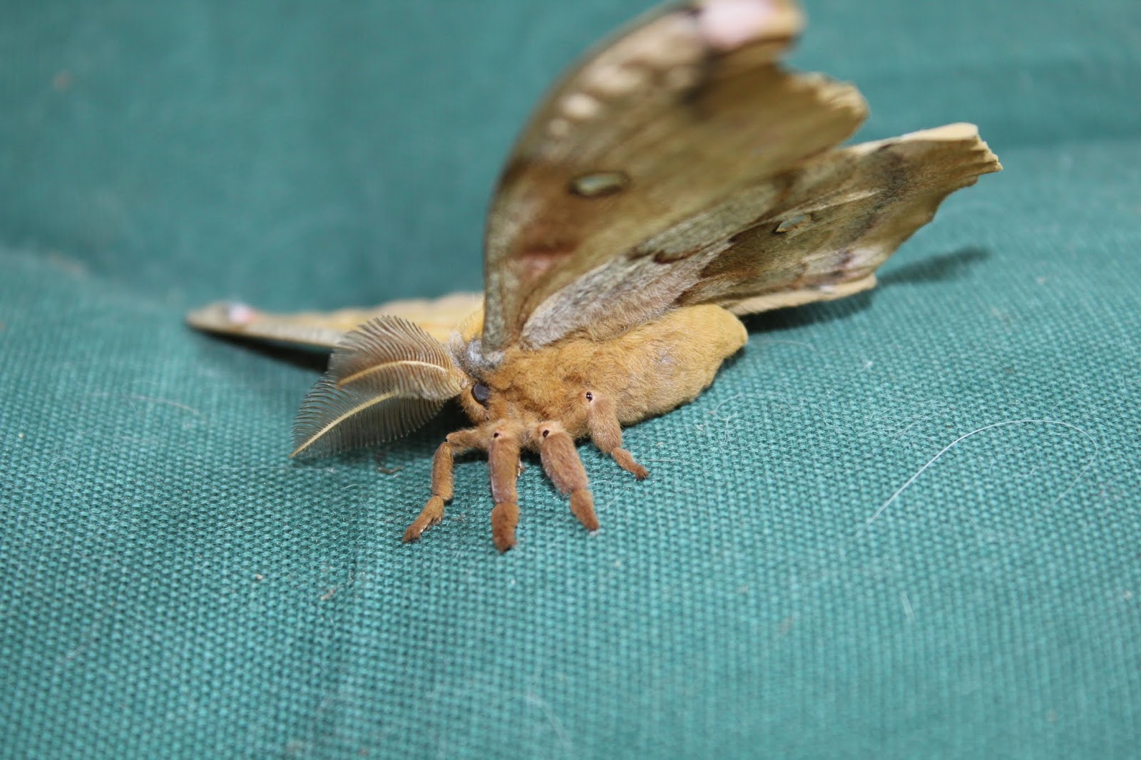 Dispatches from Can of Duck: Polyphemus Moth