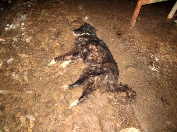 Four legged friends (and enemies): Dead and dying dogs left in horrific ...