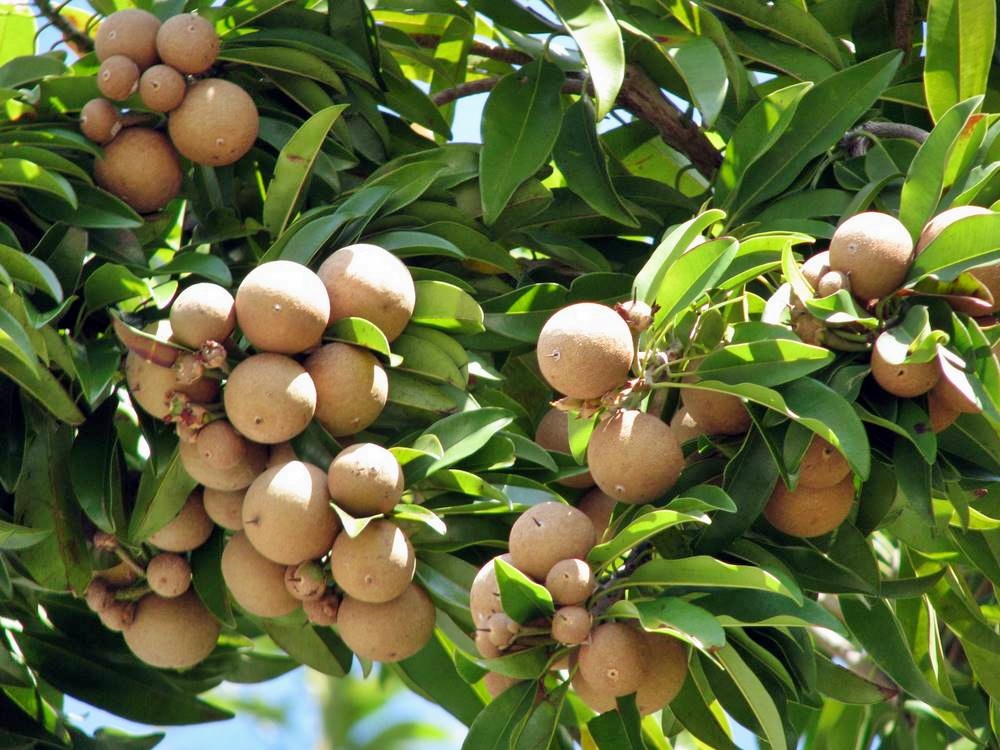 Menanam Buah Sawo dalam Pot - BUDIDAYAKU