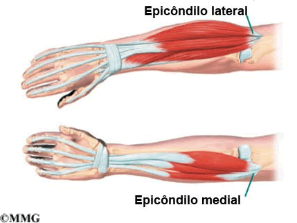 Cinesiologia: Cotovelo