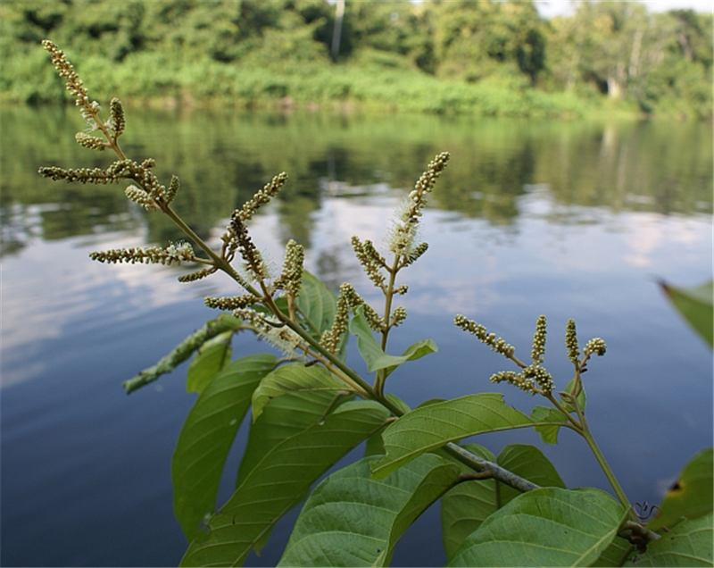 Mofumbo - Combretum leprosum