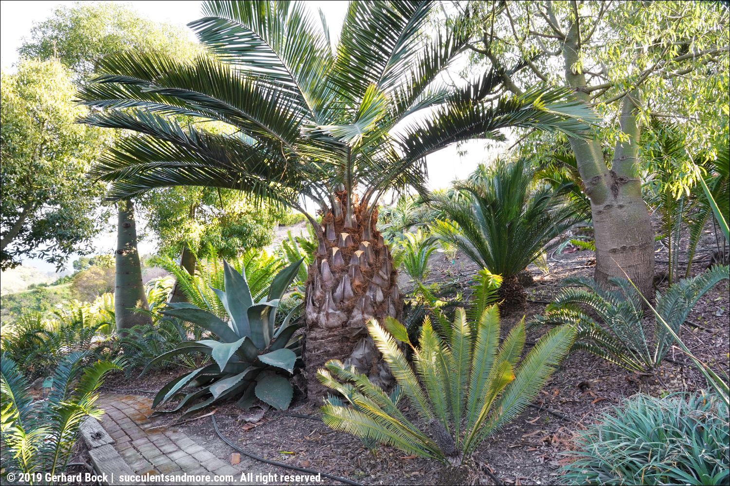 Aloes in Wonderland, the best-ever name for a nursery