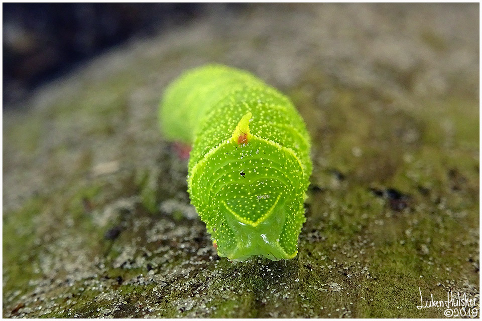 LH VANDAAG: Rups van een pijlstaartvlinder (maar welke?)