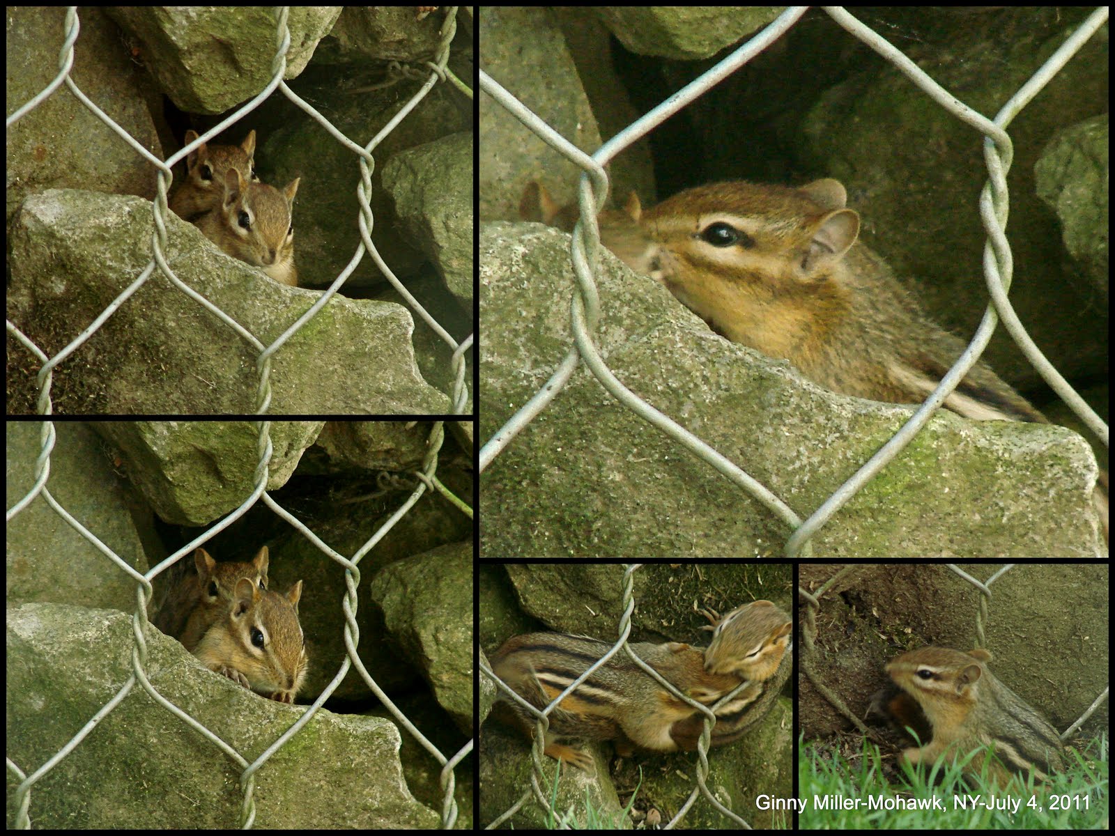 Photography By Ginny: July 3rd, 4th, 5th, 2011-Chipmunks Mating-Fox ...