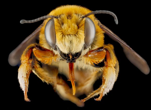 Awesome Big Bee Faces - Top World Images