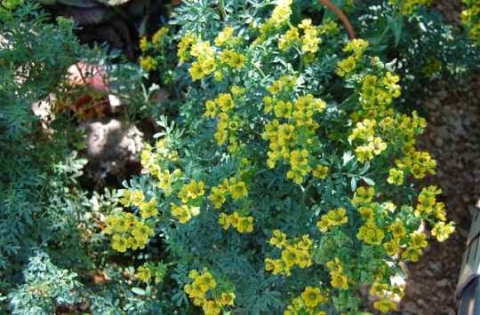 Ruda: Positive Energies Plant to Improve Economy | Garden Park