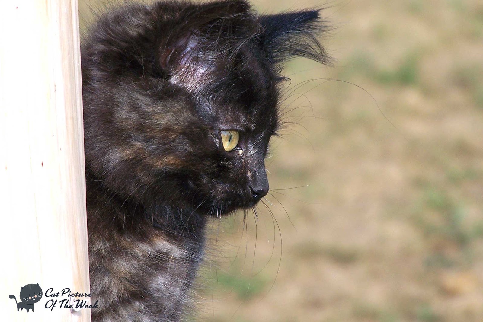 Confused Cat - Cat Picture Of The Week