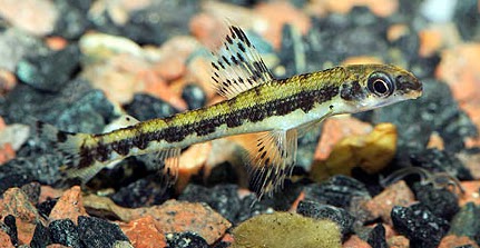 Alma d'Água: Peixes / Characiformes / Distichodontidae