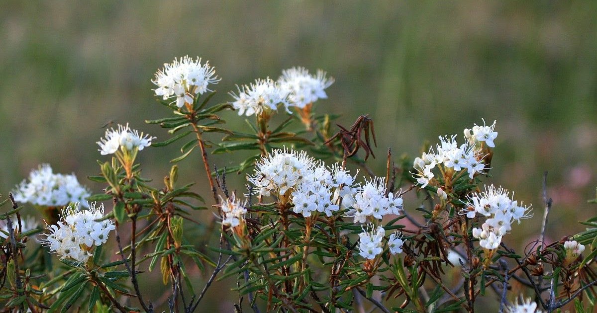 Ledum palustre (homeopathie)