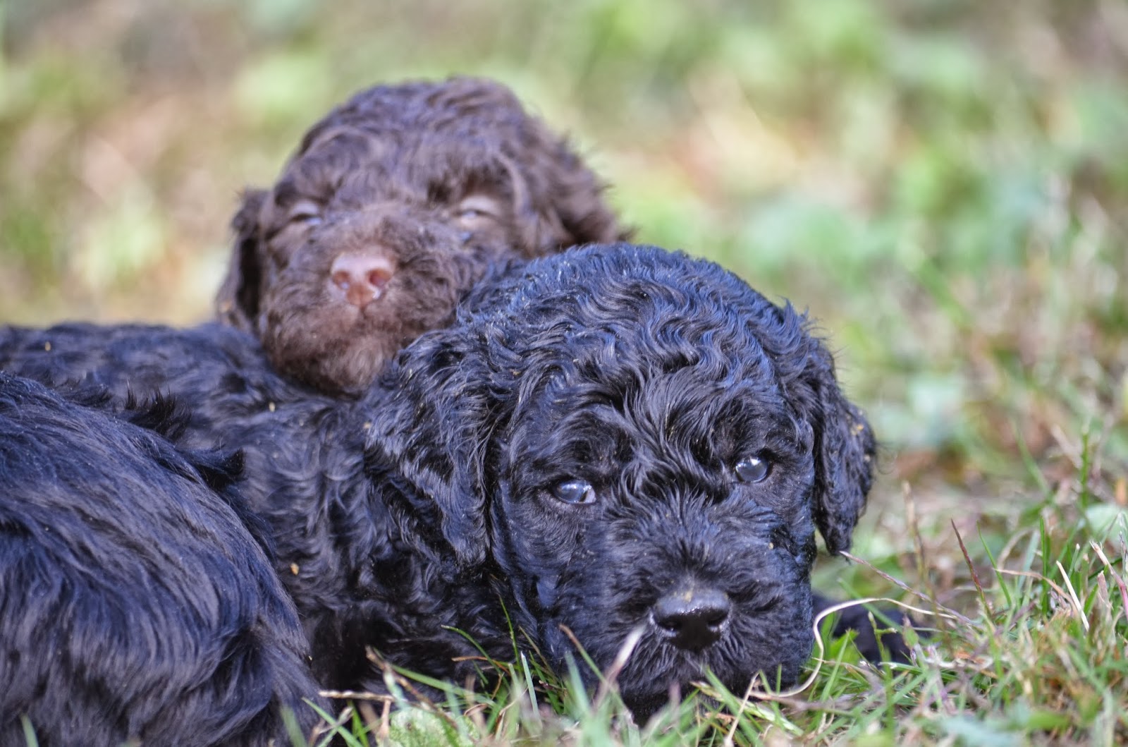 Hickory Tavern Farm Barbet: Barbet Puppies...they just keep getting cuter!