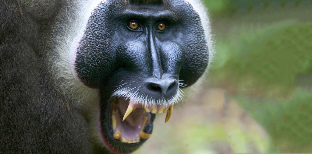 Science & Technology News Now: Baboons Learn Word Recognition