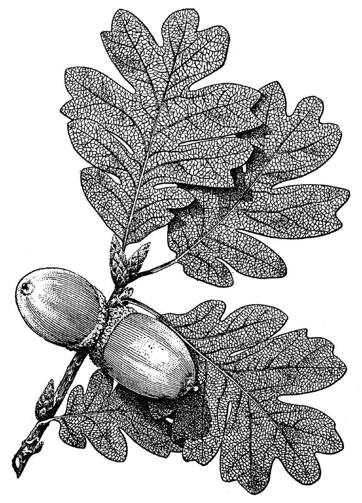 13 Acorn Oak Leaf ideas | oak leaf, acorn and oak, botanical illustration