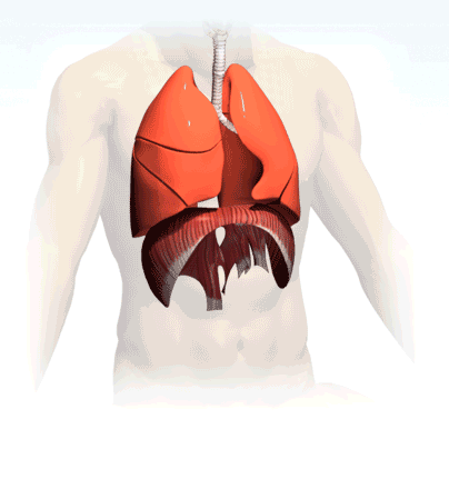 Remedios Para Limpiar Tus Pulmones Breathing Gif Human Body Anatomy Images