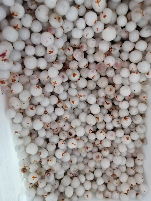 "CANTIGUEIRO": Camarinhas