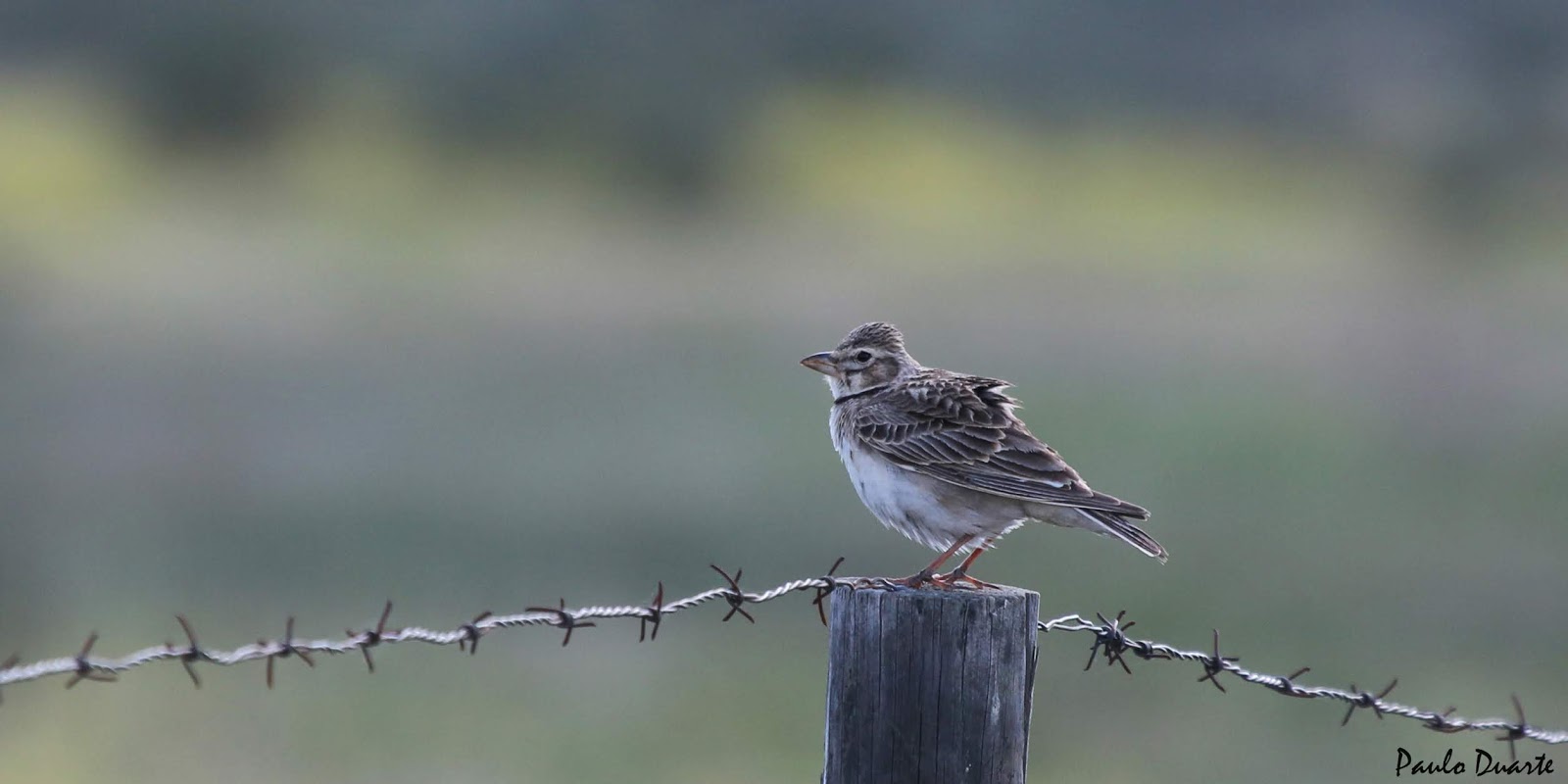 A arte de debicar: A maior das Calhandras....