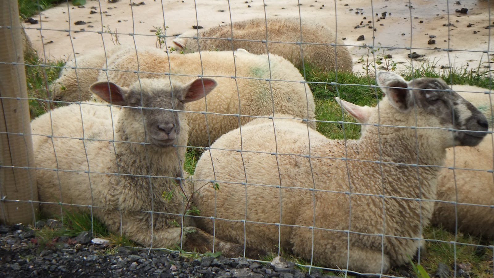 Lunch at Greendale Farm Shop