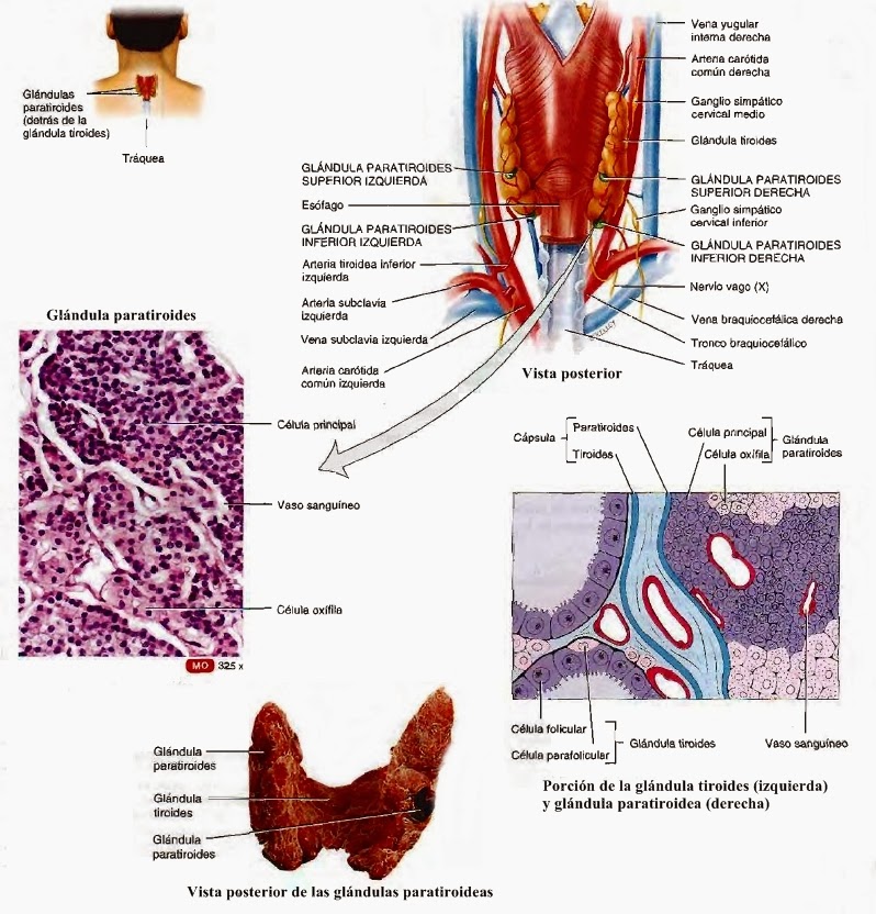 Glándula tiroidea y glándulas paratiroideas - Sistema endocrino