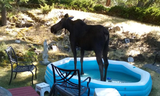 White Wolf : Amazing Moment A Canadian Moose Chilling in an Inflatable ...