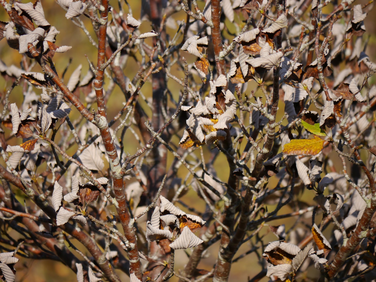 Longstoned: Breakheart Quarry, Dursley, random photos 06/10/2012