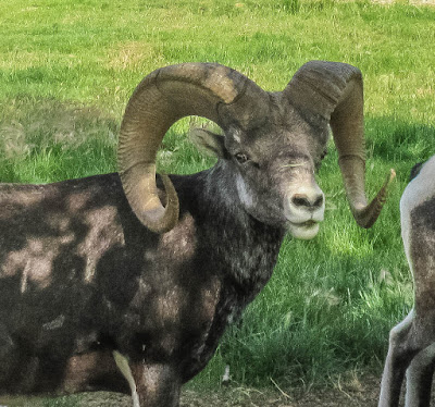 Cannundrums: Stone Sheep