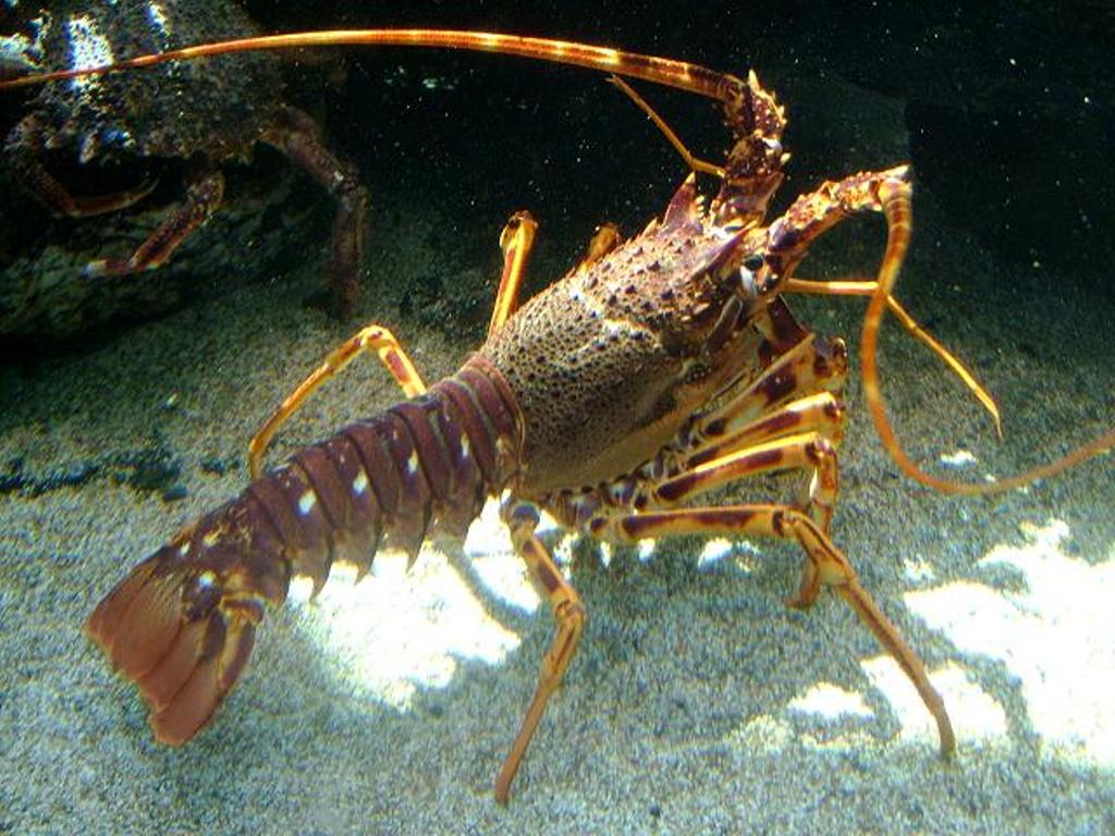 Indonesia Lobster Supplier, Lobster Farming, Live lobster supplier ...