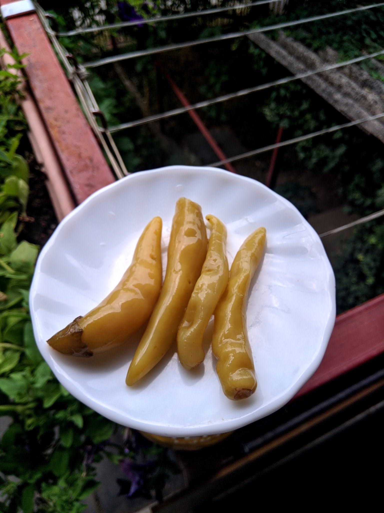 Fefferoni- Balkans hot peppers - Rolling down my garden