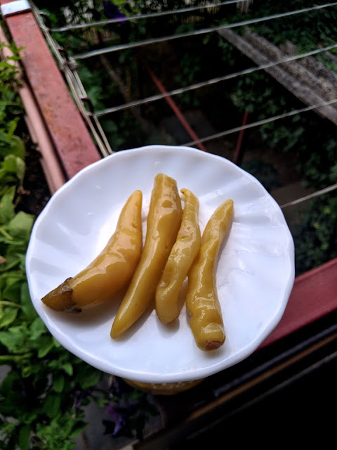 Fefferoni- Balkans hot peppers - Rolling down my garden