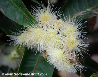 WINDOW OF KNOWLEDGE: JAMBU PLANT IN KURAKAR GARDEN'S
