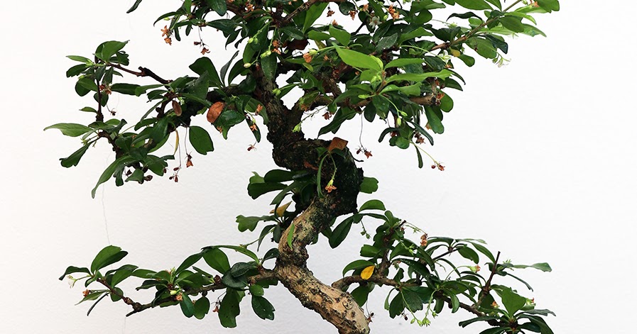 Collect Connect: Sentinel Trees