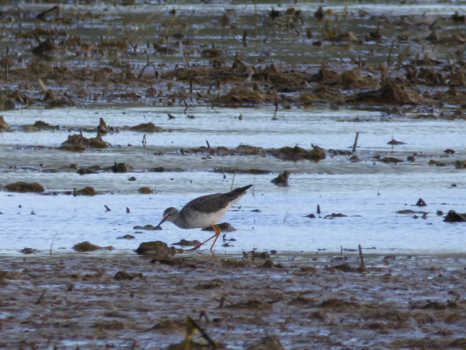 Mirant cap al cel: Tringa flavipes