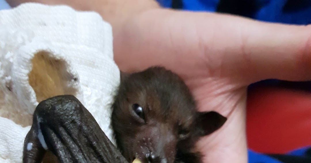 Rescue | Megabat black baby male Flying-fox Fruit bat