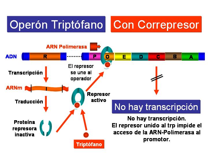 anonymous_biologist: Operón de Triptófano