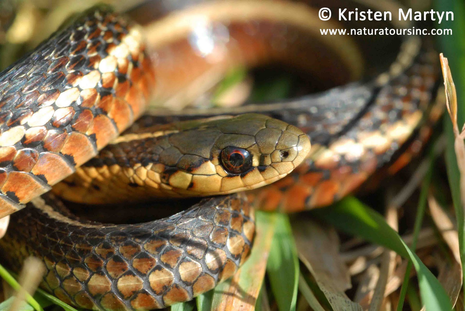 SAR Snakes | Nature Notes Blog