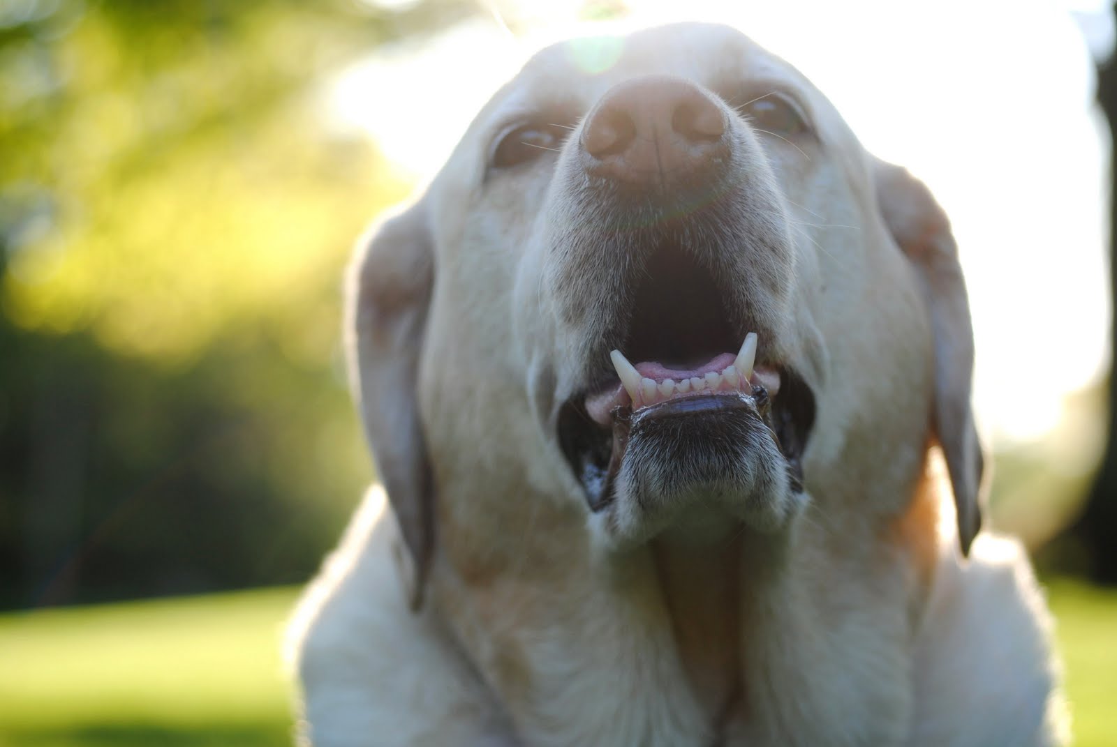 Heartfelt Photography: couldn't be happier.