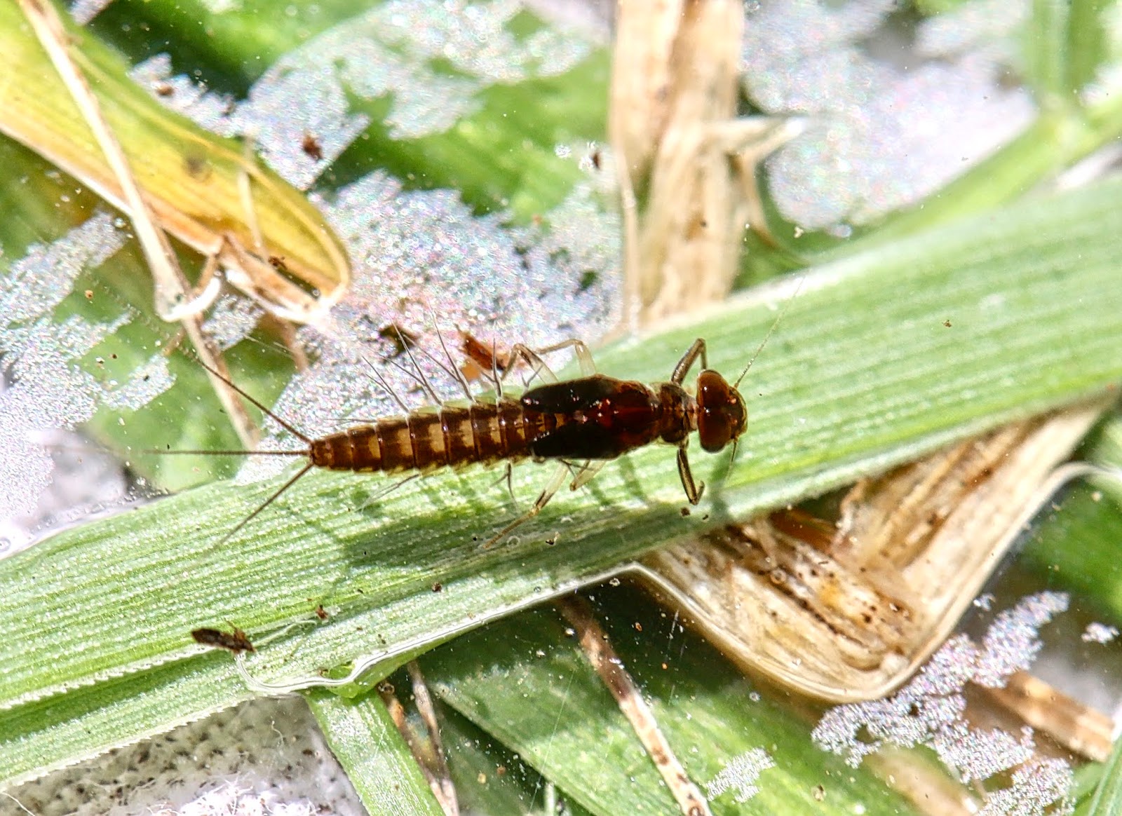 Aquatic Insects of Central Virginia
