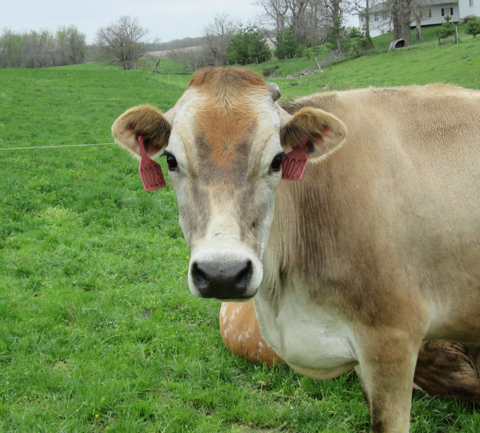 Growing N Grace Natural Farm: The Cows