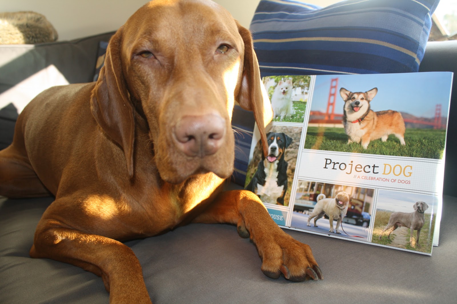 It's A Vizsla Thing: Project Dog Book!
