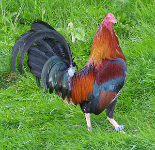 Breed Savers: Standard Old English Game Fowl