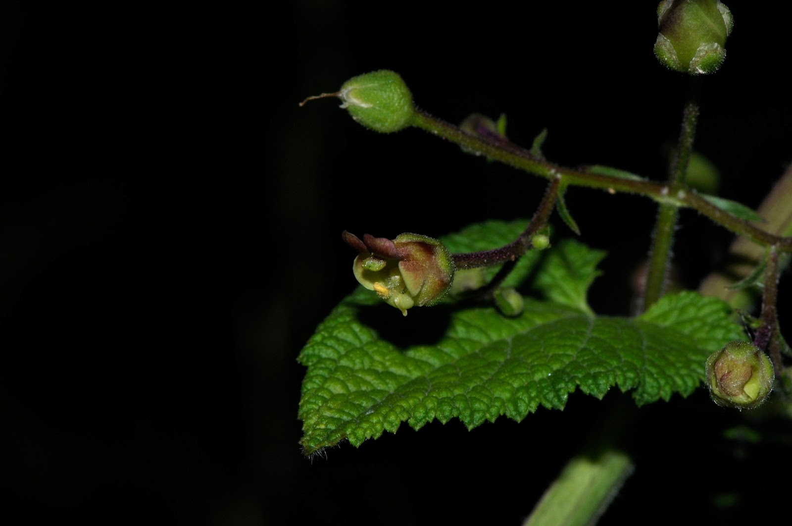 Desde Alájar: Escrofularia