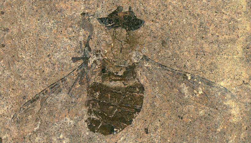 47-Million-Year-Old Fly Found With a Full Belly - Geology In