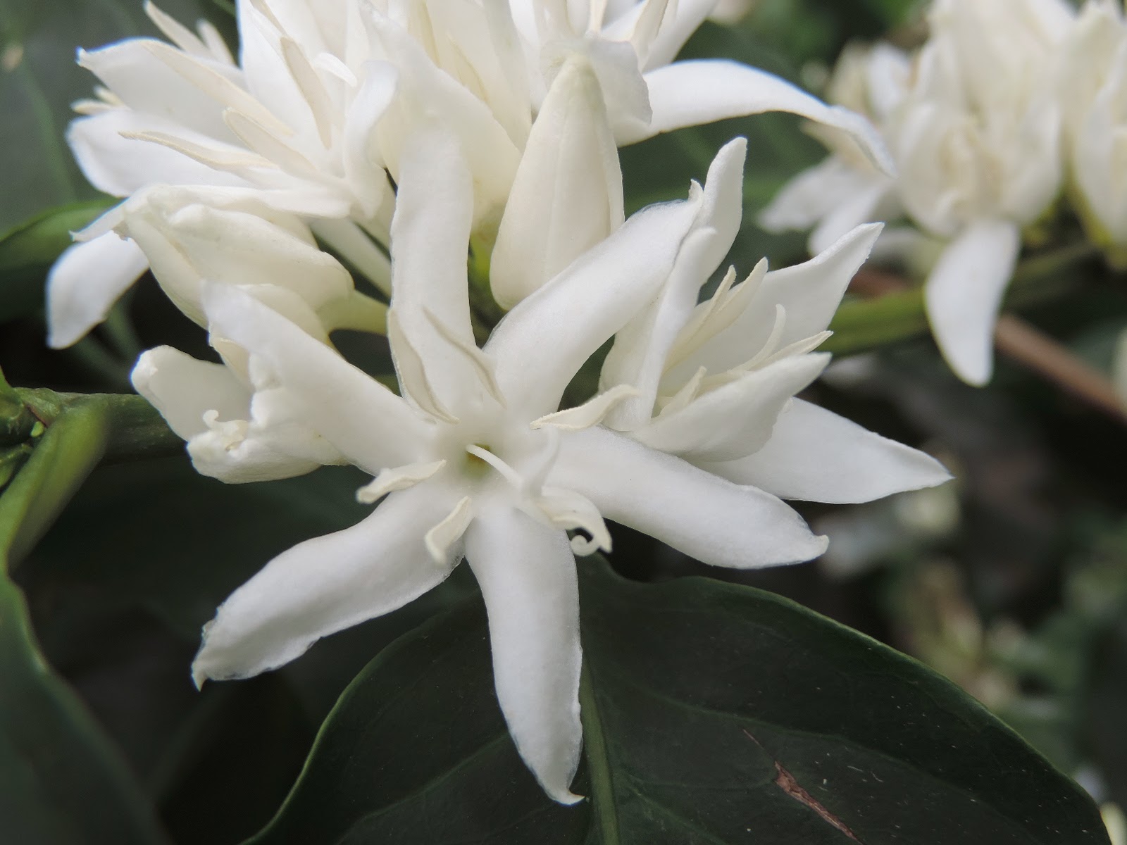 Rota do Café: A FLOR DO CAFÉ