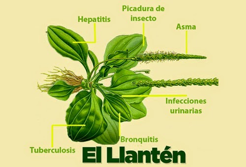 Alimentación saludable: EL LLantén una planta con muchas cualidades