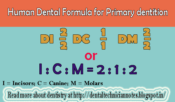 Notes for Dental Technicians: Introduction to Dental Anantomy