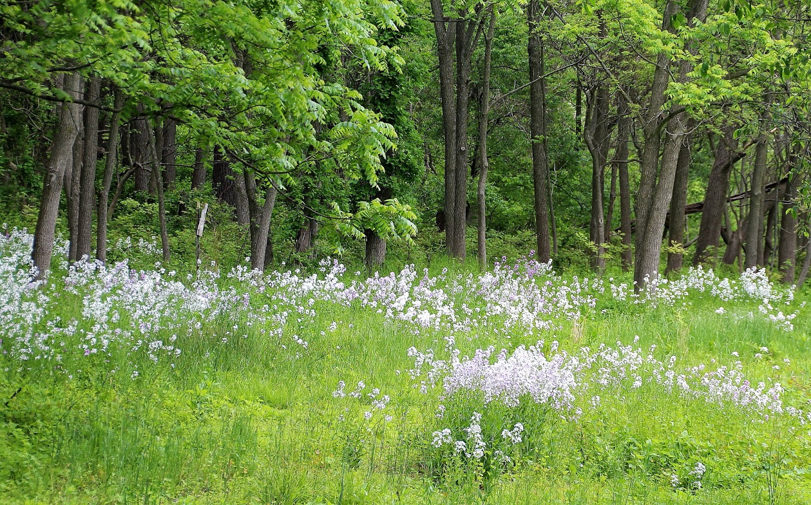It Just Comes Naturally: Dame's-Rocket at the Woodland Edge