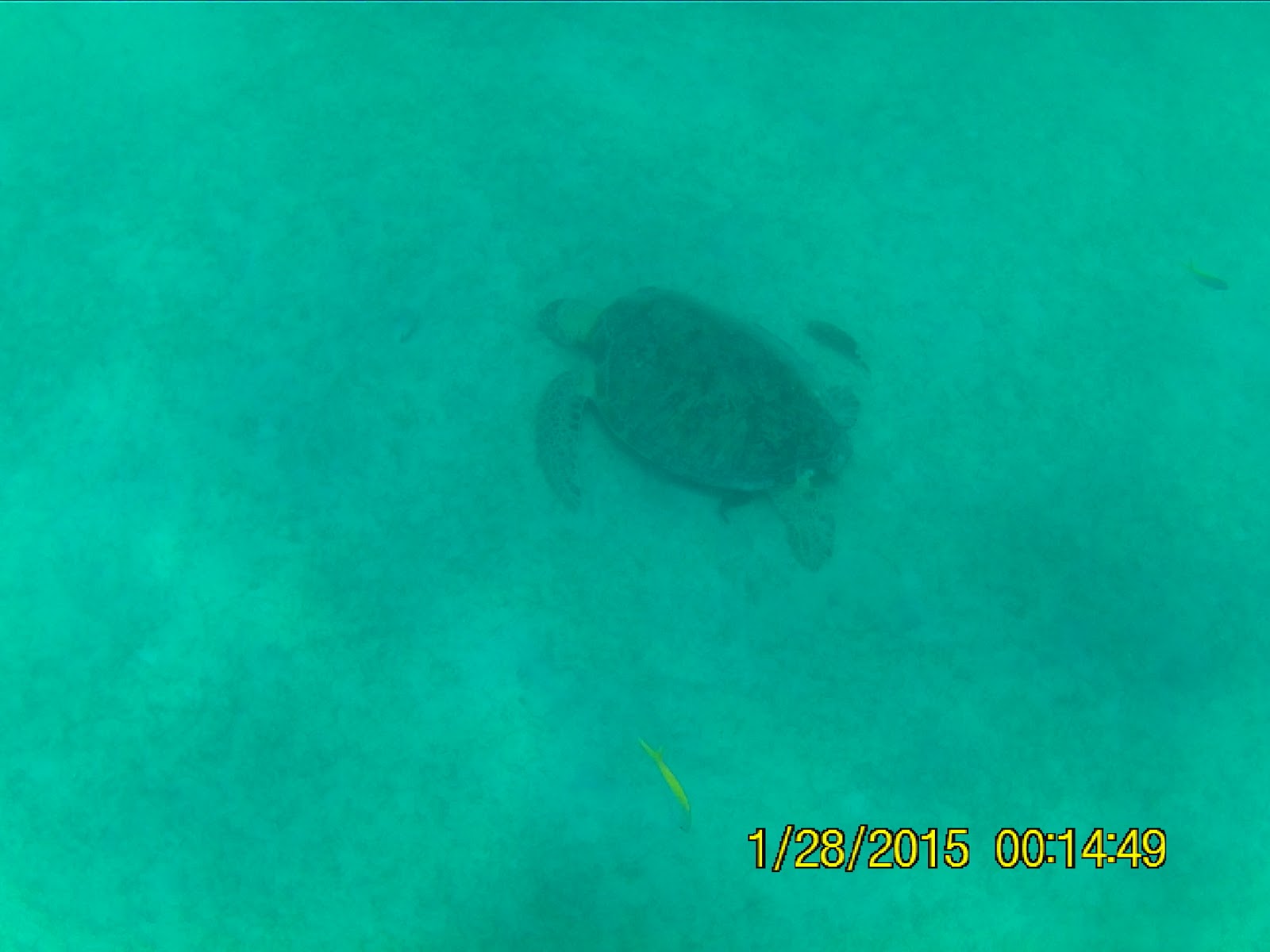 J o m R o n d a: Pulau Perhentian : Snorkeling