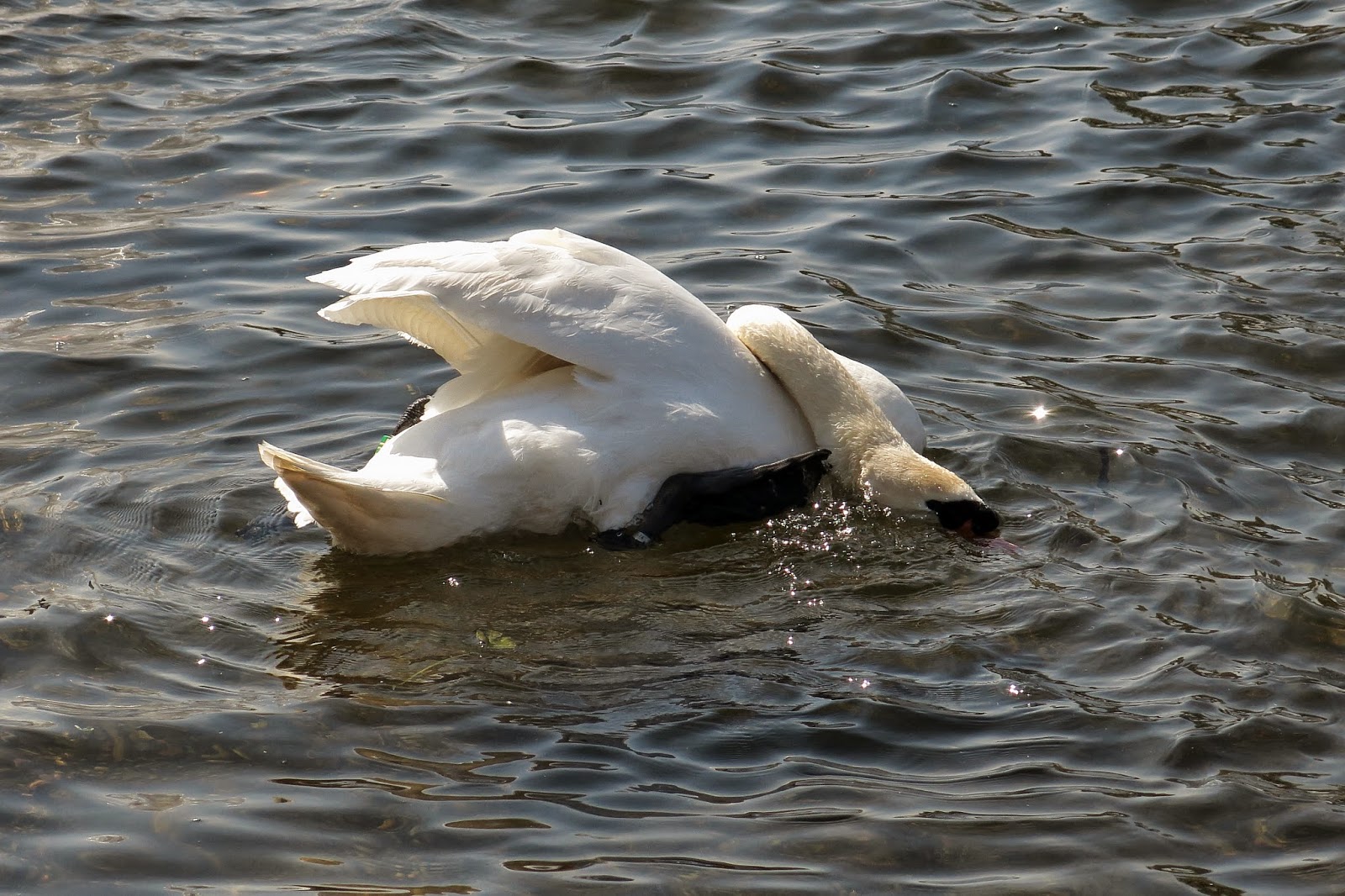 Norman & Norma - A Swan Love Story