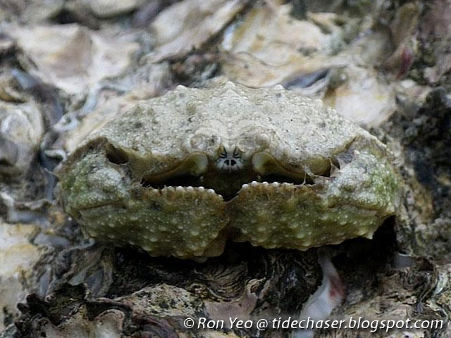 tHE tiDE cHAsER: Box Crabs (Phylum Arthropoda: Family Calappidae) of ...