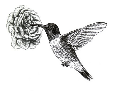 Chuck Does Art: Ruby Throated Hummingbird Ink Drawing